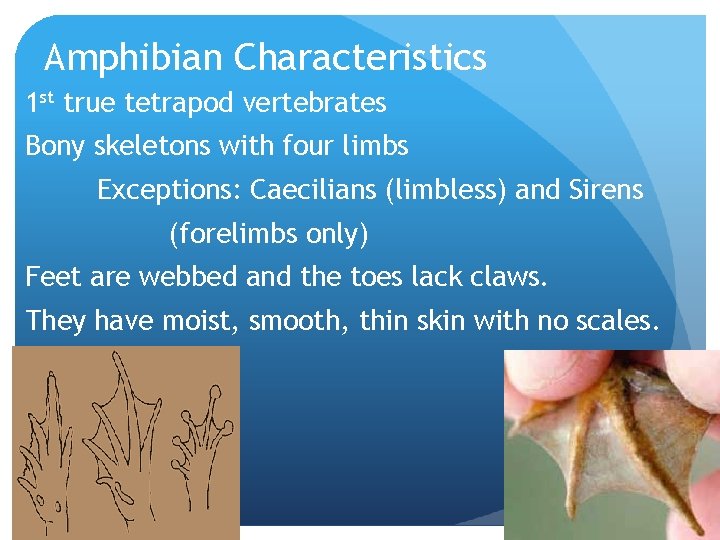 Amphibians HERPETOLOGY the study of reptiles and amphibians