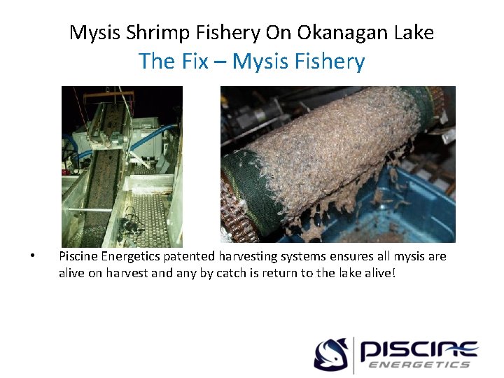Mysis Shrimp Fishery On Okanagan Lake Nuri Fisher