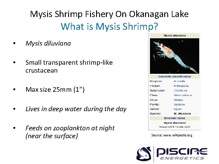 Mysis Shrimp Fishery On Okanagan Lake Nuri Fisher