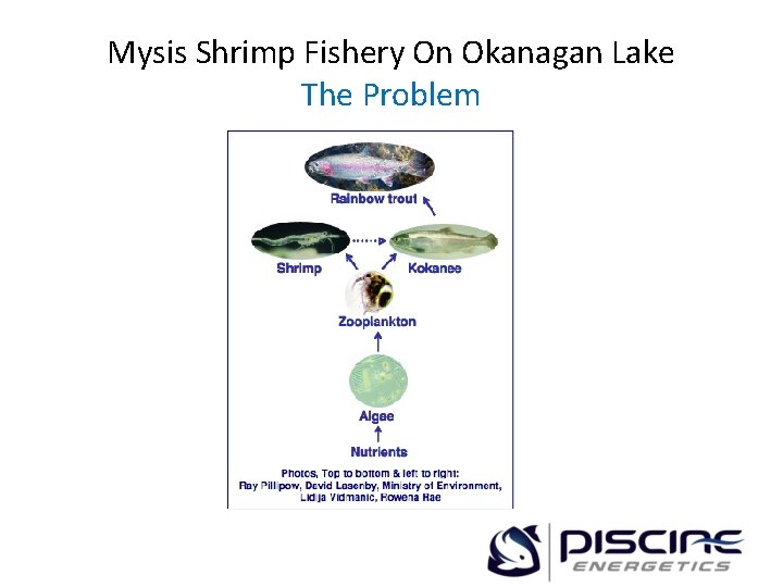 Mysis Shrimp Fishery On Okanagan Lake Nuri Fisher