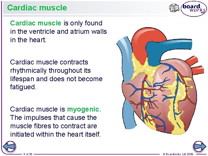 Muscles Muscles Muscle tissue is made up of