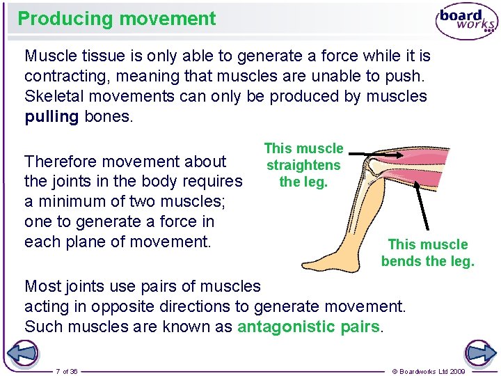 Muscles Muscles Muscle tissue is made up of