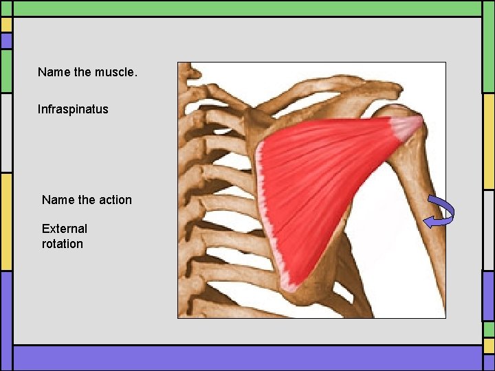 A Review of the Shoulder Muscles and Their