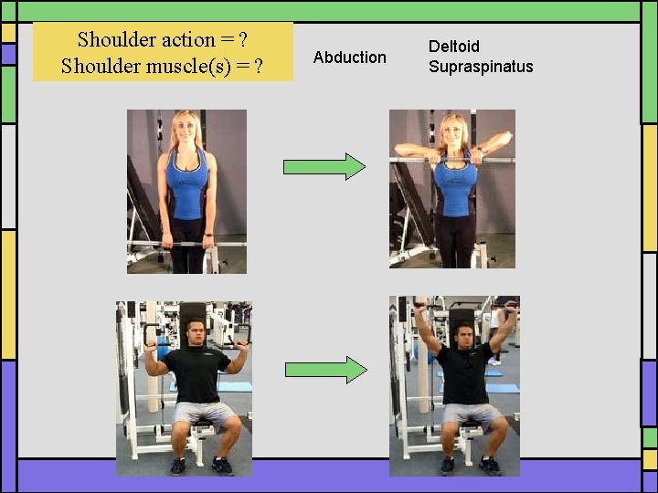 A Review of the Shoulder Muscles and Their