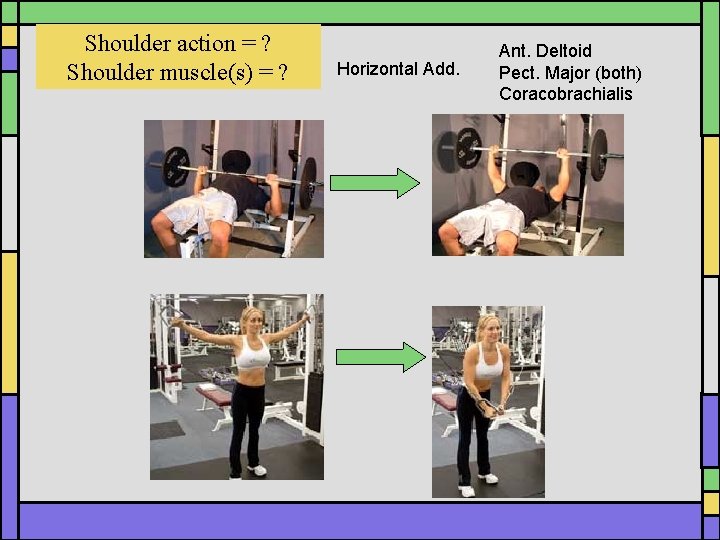 A Review of the Shoulder Muscles and Their