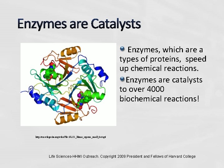 ENZYMES Modified from Enzymes Your Body By Malinda