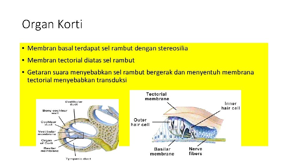 PANCA INDRA PANCA INRA Dr Yulia Yasmi MARS