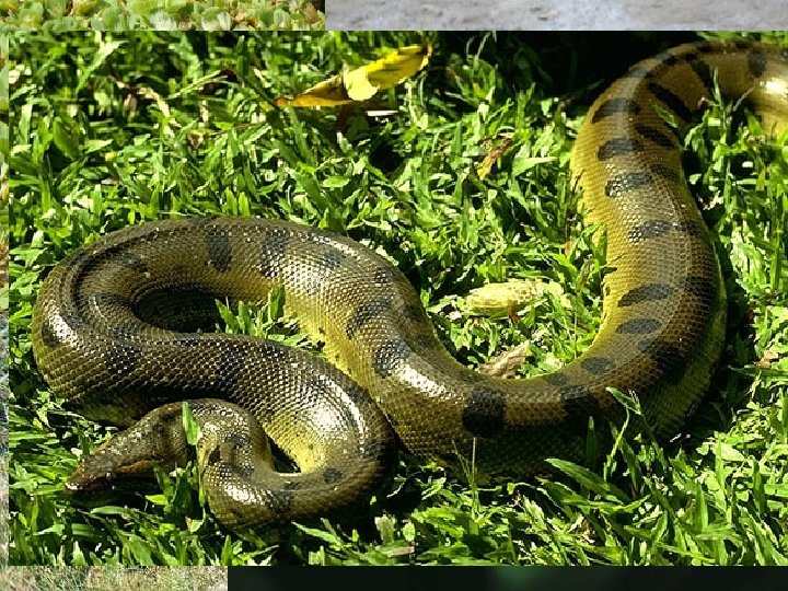 What is Yasun The symbol of Buen Vivir