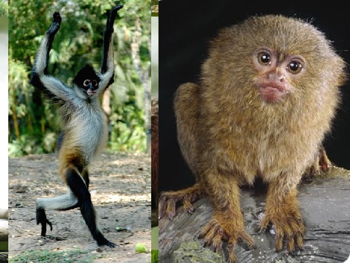 What is Yasun The symbol of Buen Vivir