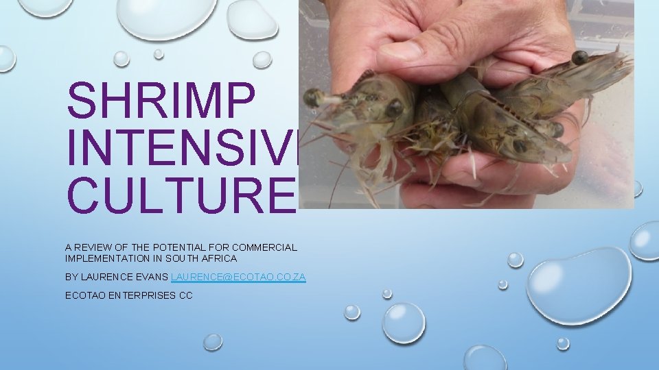 SHRIMP INTENSIVE CULTURE A REVIEW OF THE POTENTIAL