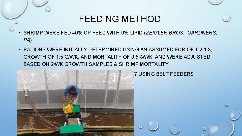 SHRIMP INTENSIVE CULTURE A REVIEW OF THE POTENTIAL