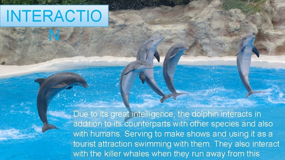 LIVING THE DOLPHIN THINGS KINGDOM The dolphin belongs