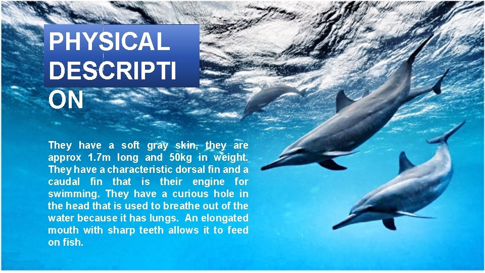 LIVING THE DOLPHIN THINGS KINGDOM The dolphin belongs