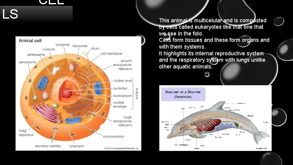 LIVING THE DOLPHIN THINGS KINGDOM The dolphin belongs