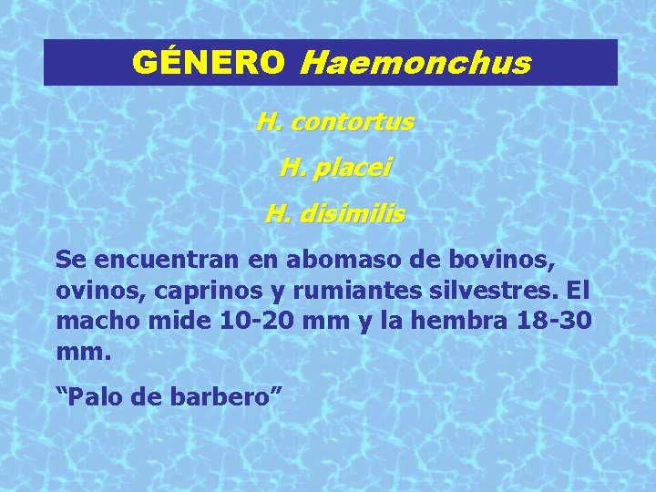 GASTRO ENTERITIS VERMINOSA EN RUMIANTES GNERO Haemonchus H
