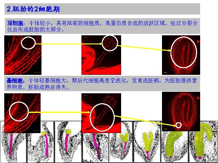 Plant Embryogenesis Pattern Formation from a Single Cell