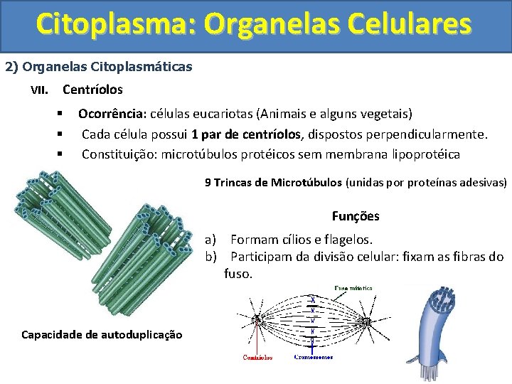 Citoplasma Organelas Celulares Biologia Tema Organelas celulares Citoplasma