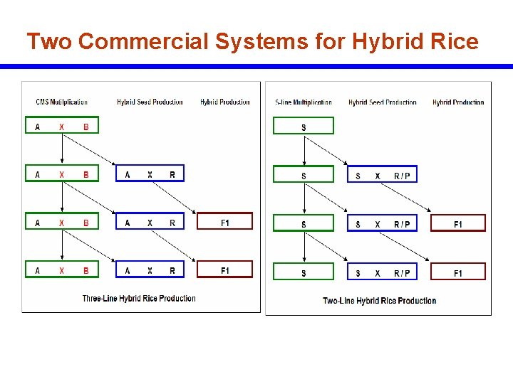 Hybrid Rice Breeding Seed Production FANGMING XIE International