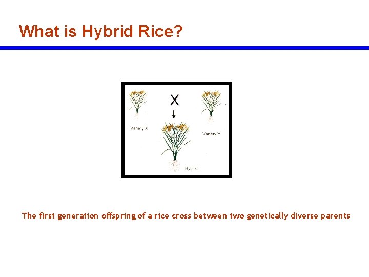 Hybrid Rice Breeding Seed Production FANGMING XIE International