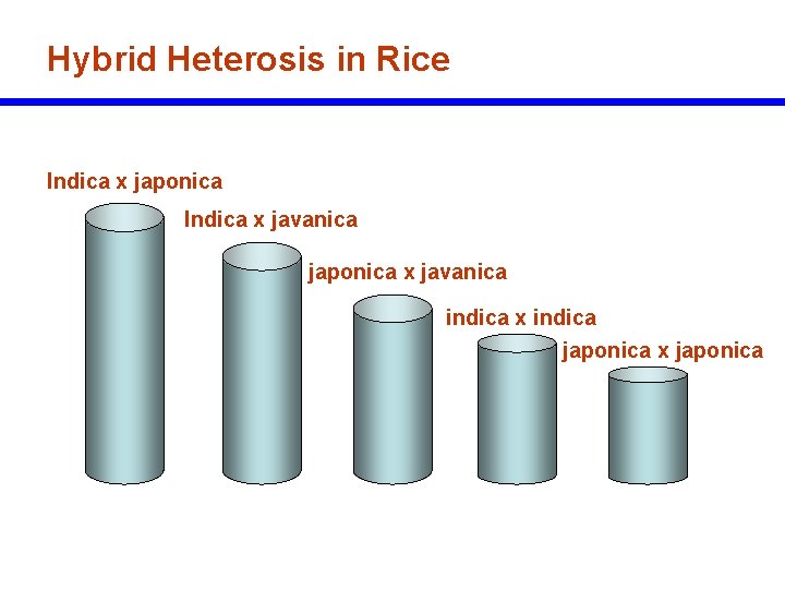 Hybrid Rice Breeding Seed Production FANGMING XIE International