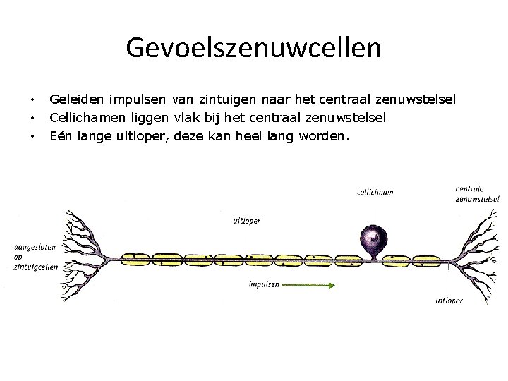 Regeling 3 VMBO GT Het zenuwstelsel Zenuwstelsel Centrale
