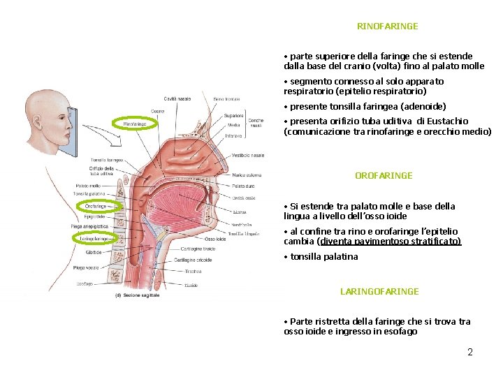 FARINGE organo cavo impari e mediano che si