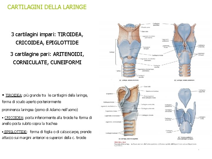 FARINGE organo cavo impari e mediano che si