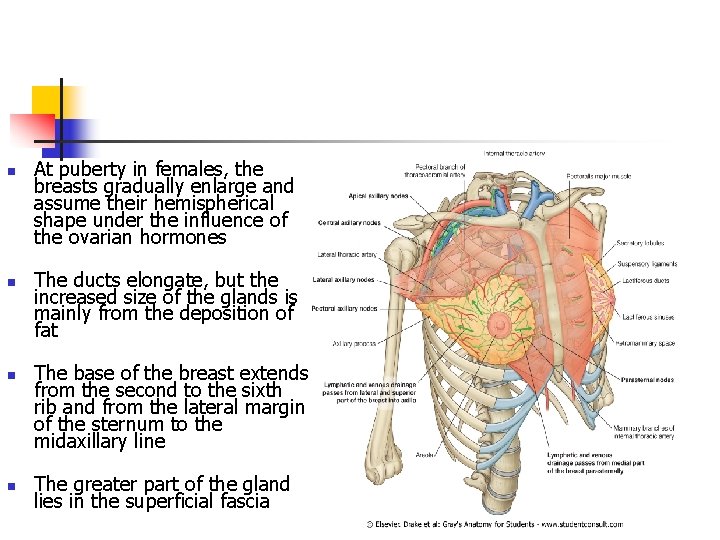 The Breast and Pectoral region The Breast n