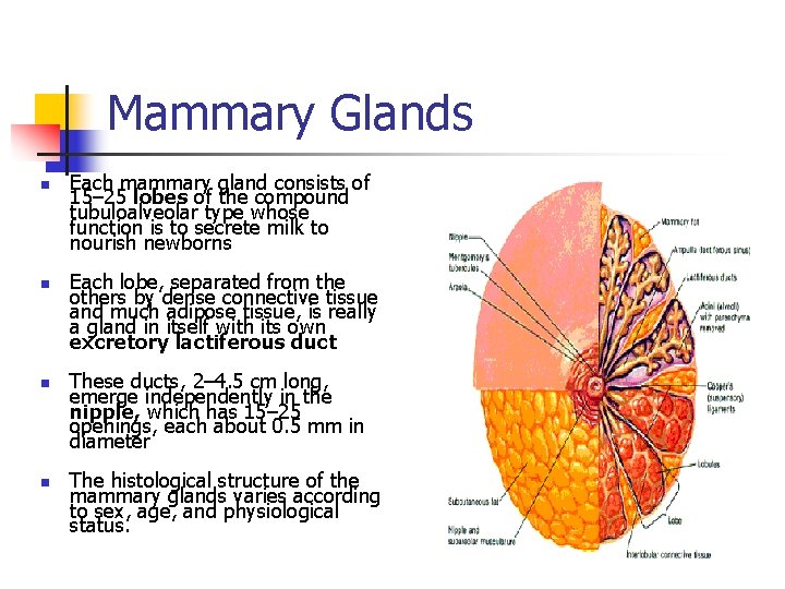 The Breast and Pectoral region The Breast n