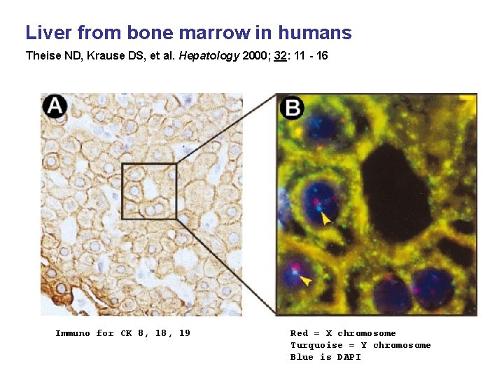Bone marrow derived stem cells in normal physiology