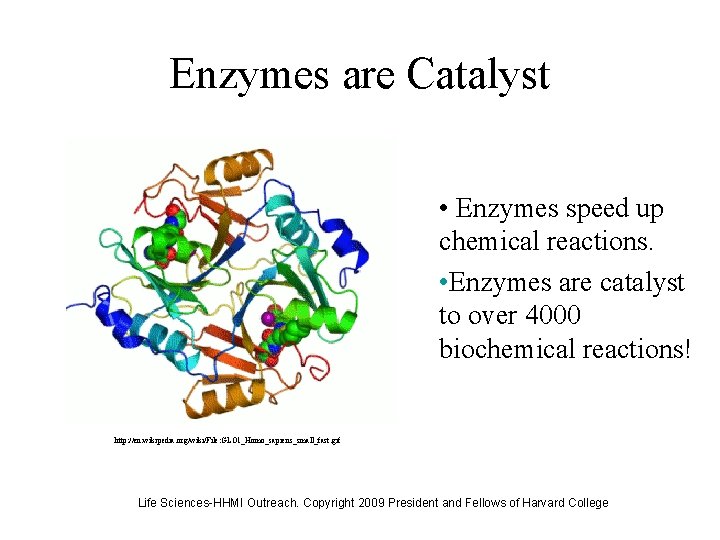 ENZYMES Enzymes are Catalyst Enzymes speed up chemical
