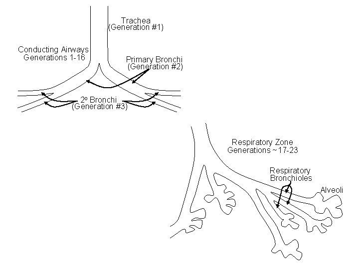 Trachea Generation 1 Conducting Airways Generations 1 16