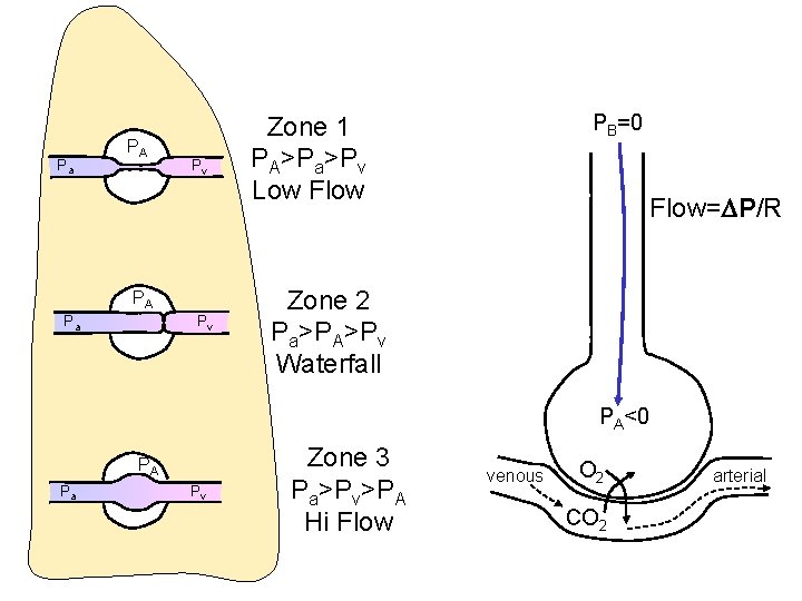 Trachea Generation 1 Conducting Airways Generations 1 16