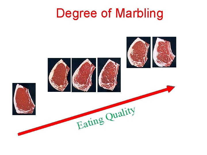 Beef Carcass and Primal Cuts Placing Why Meats