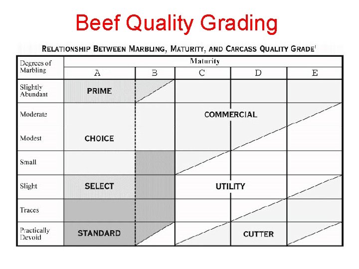 Beef Carcass and Primal Cuts Placing Why Meats