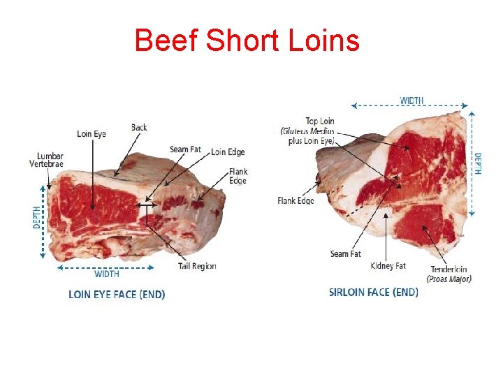 Beef Carcass and Primal Cuts Placing Why Meats