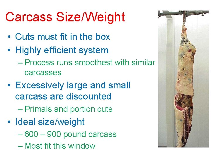 Beef Carcass and Primal Cuts Placing Why Meats