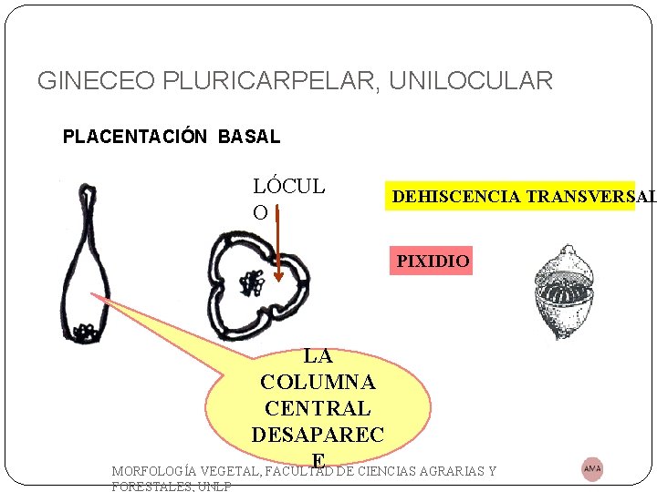 PLACENTACIN ESQUEMAS DE GINECEO EN CORTE LONGITUDINAL Y