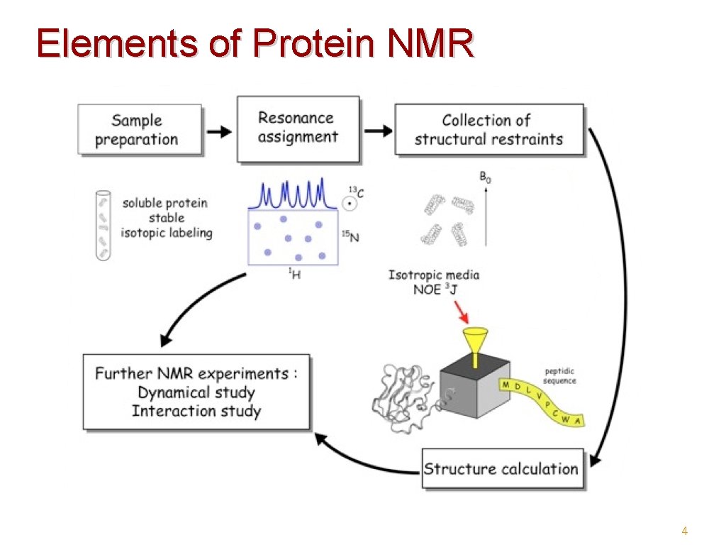 Biomolecular NMR Spectroscopy Methods and applications to proteins
