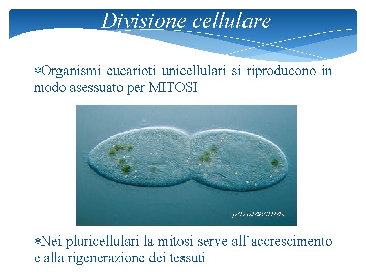 Lezione 4 Ciclo cellulare mitosi e meiosi 1