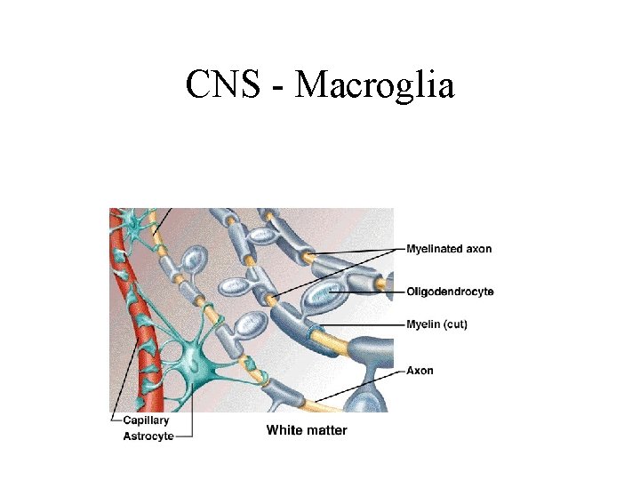 Cell Biology of the Nervous System D Allen