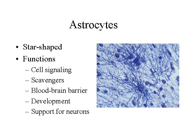 Cell Biology of the Nervous System D Allen