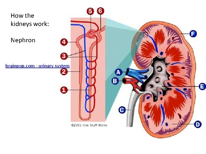The Excretory System What would happen if our