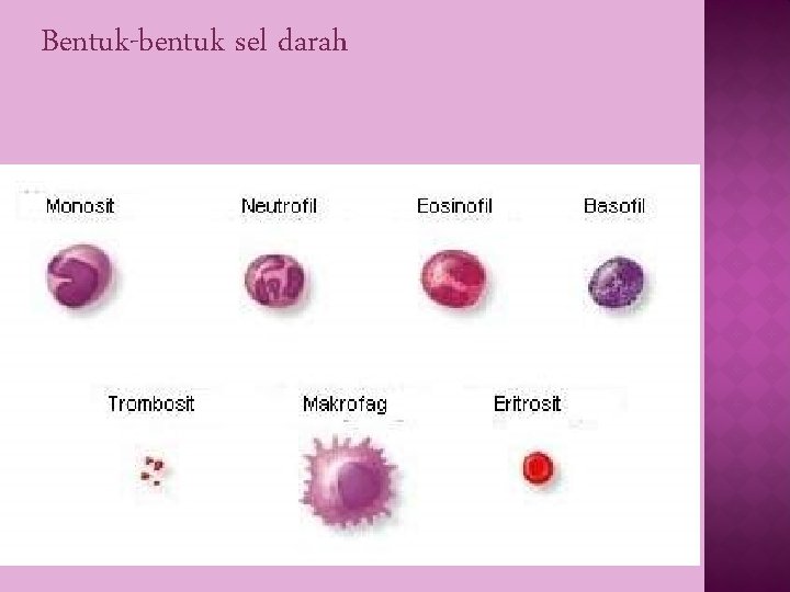 SISTEM TRANSPORTASI MANUSIA TUJUAN PEMBELAJARAN 1 2 3