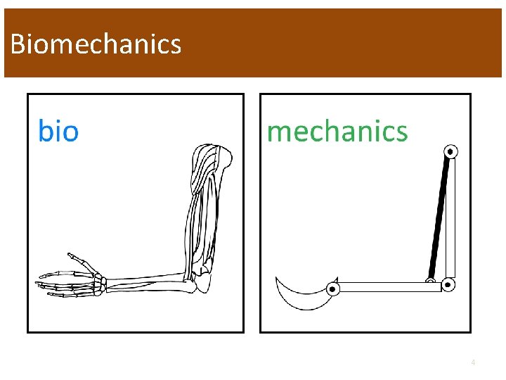 Biomechanics of Shoulder Complex Prepared by Dr Faryal