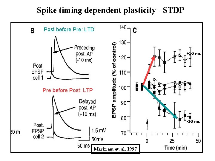 Spike timing dependent plasticity STDP Post before Pre