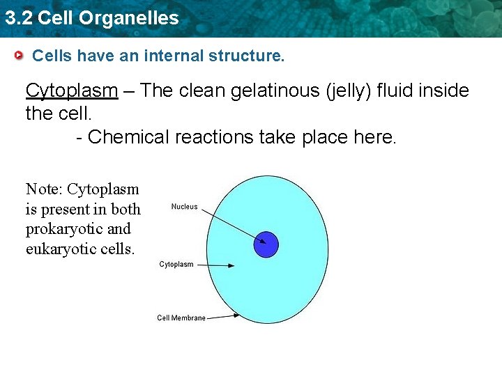 3 2 Cell Organelles KEY CONCEPT Eukaryotic cells