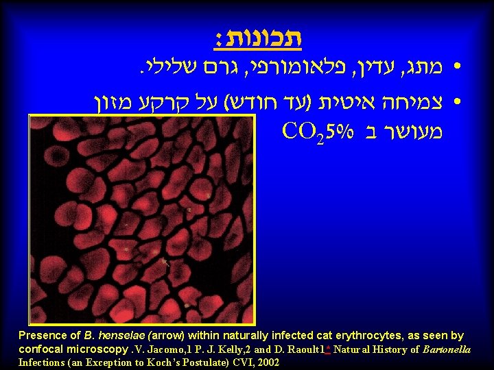 Cat Scratch Disease Bartonella henselae CSD Presence of
