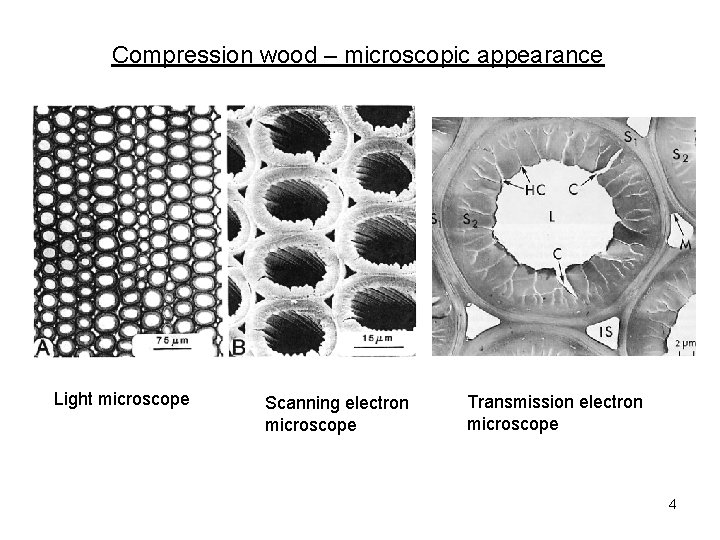 Reaction Wood Reaction wood is formed as a