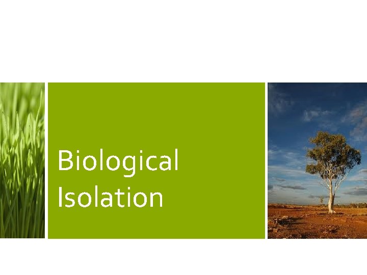 Evolution of Australian Environments due to Biological Isolation